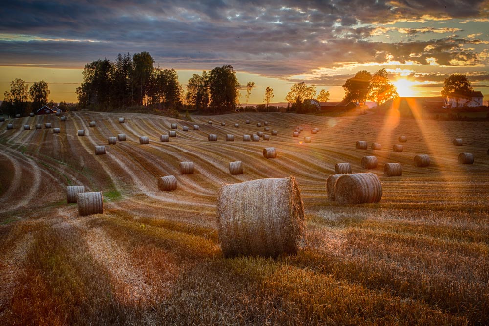 Picspiration Sunday: Evening in the farm field